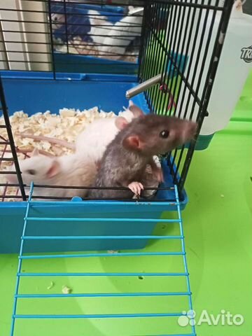 Крыса Крысятки