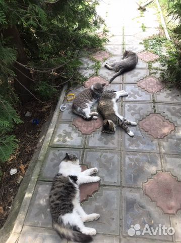Отдадим кошек, котов