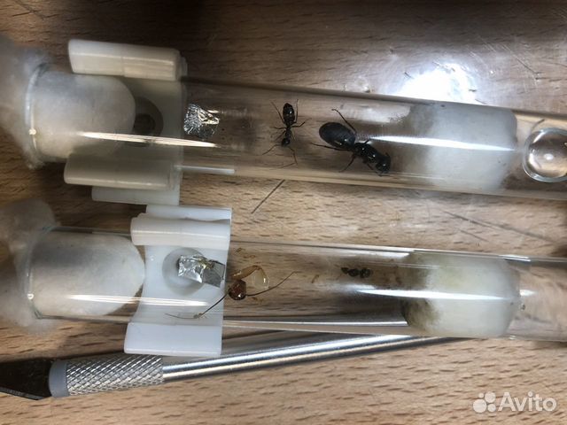 Муравьи camponotus herculeanus