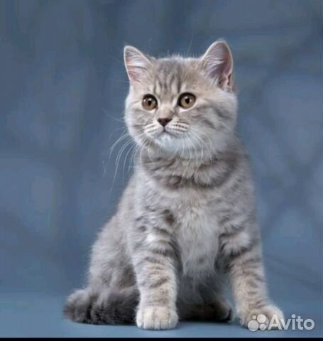 Британский котенок