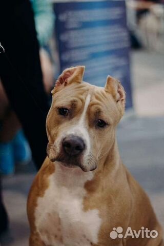 Щенки американского стаффтерьера