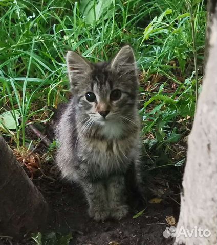 Котёнок Пуша
