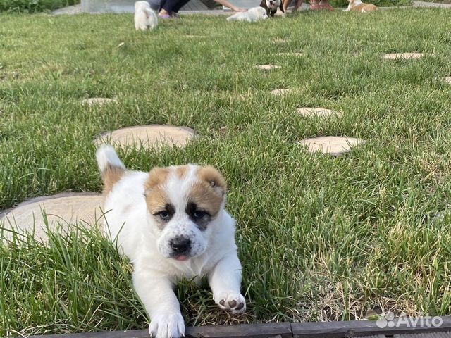 Продажа щенков алабай