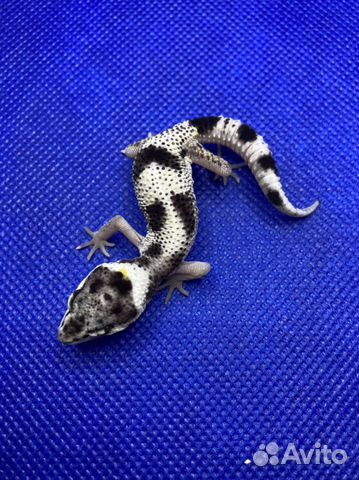 Эублефар Mack Snow Lemon Frost het Raptor