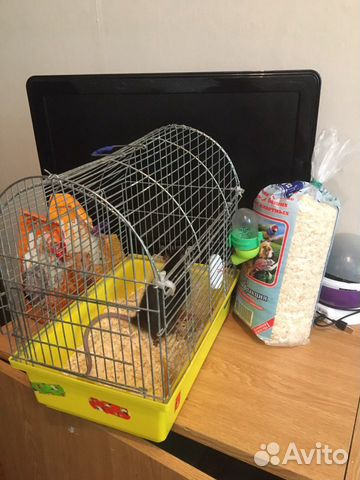 Клетка с крысой