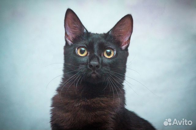 Черный котенок Соня