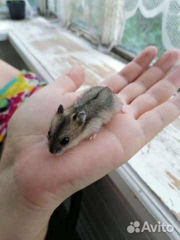 Джунгарский хомяк мальчик