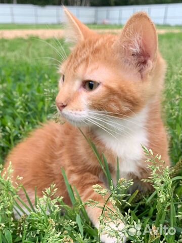 Котенок в добрые руки