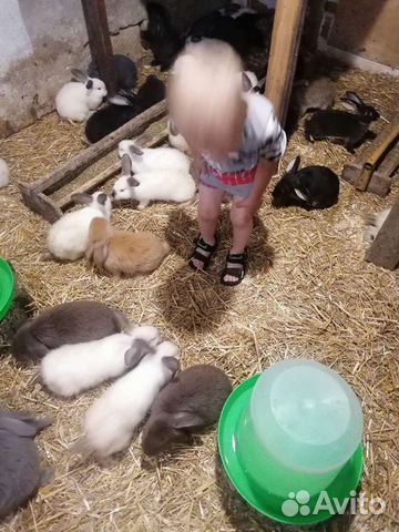 Кролики разной породы