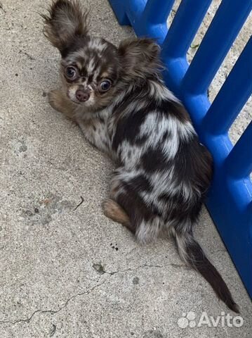 Чихуахуа Американка в яркой шубке Мерле