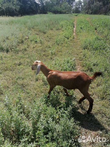 Козочки и козлята нубийские