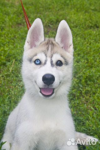 Щенки сибирской хаски