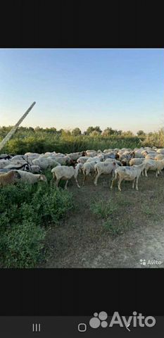 Овцы с зимними ягнятами