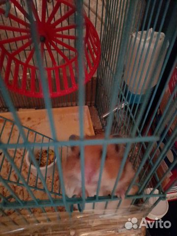 Сирийский хомяк