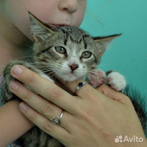 Котенок в дар