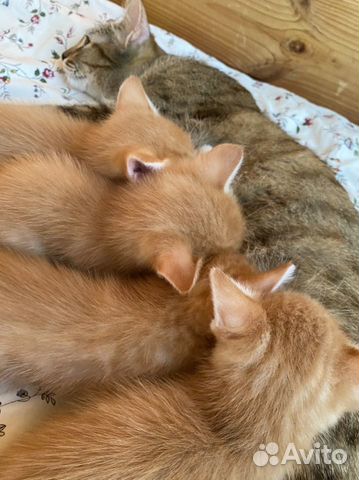 Маленькие персики в добрые руки