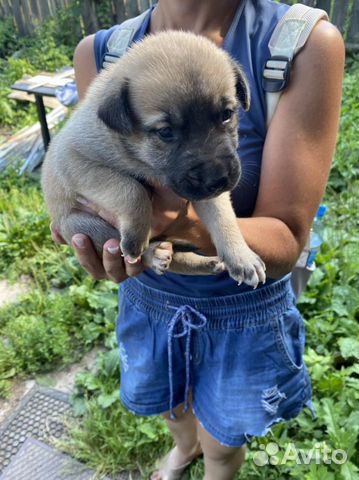 Щенки в добрые руки