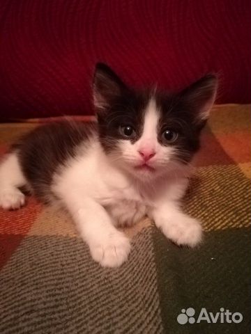 Котёнок ищет семью