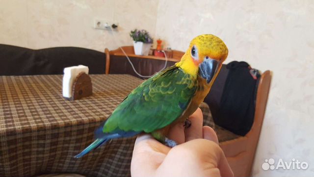 Попугай аратинга