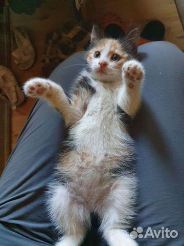 Котенок кошка в дар