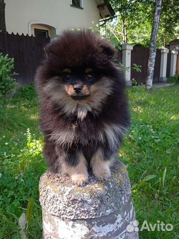 Щенок Померанского шпица РКФ