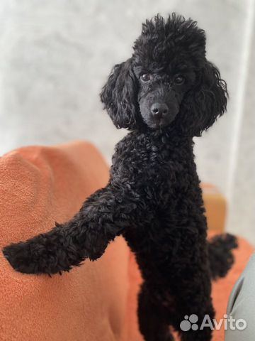 Пудель для вязки