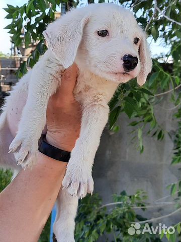 Щенок в добрые руки