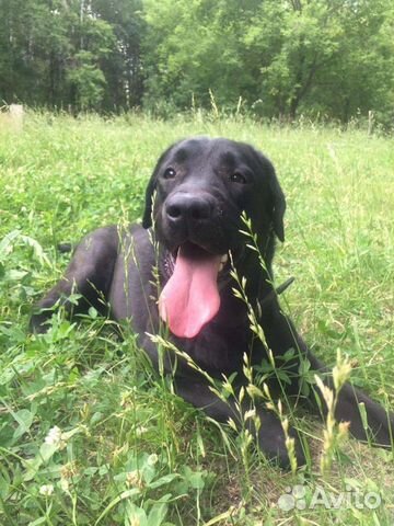 Собака Лабрадор