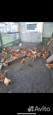 Куры несушки