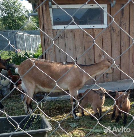 Альпийская коза с козлятами
