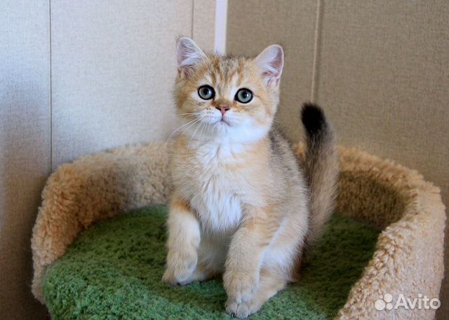 Балу - золотистый затушеванный малыш