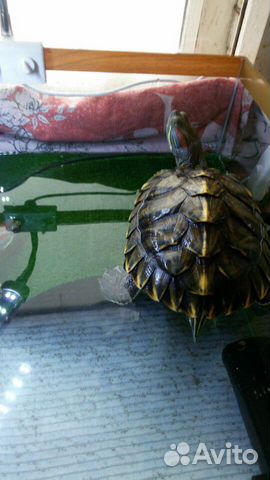 Продаются 2 красноухие черепахи. два аквариума, фи