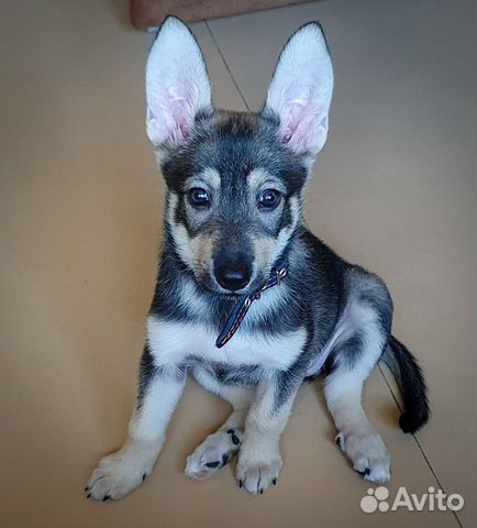 Девочка-ушастик, 2 месяца, в добрые руки