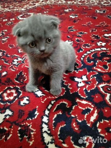 Шотландские котята