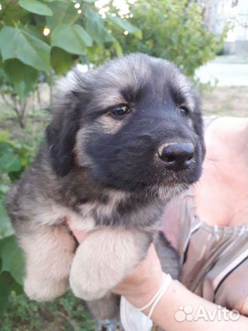 Кавказская овчарка