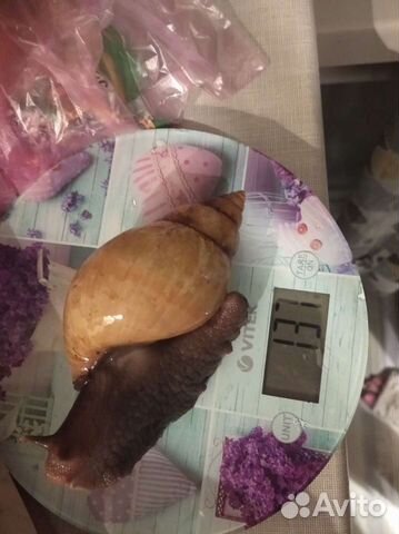 Улитки ахатины бесплатно вместе с аквариумом на 20