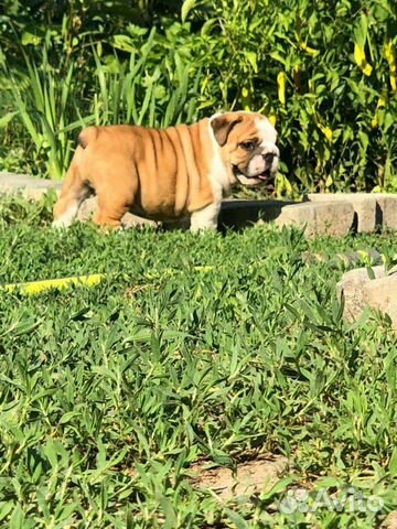 Английский бульдог бесплатно