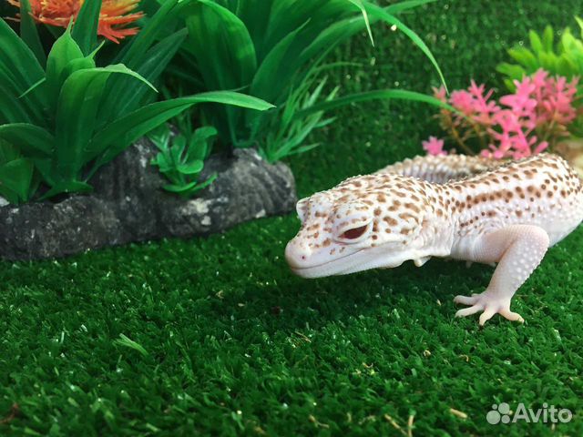 Эублефар Супер Радар