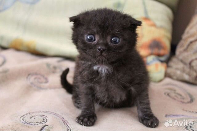 Котята метисы