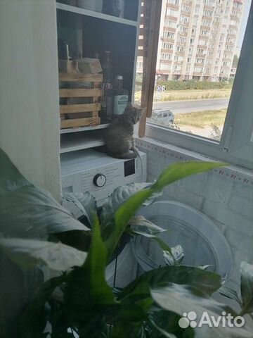 Котята ответственным и добрым людям