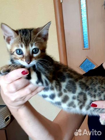Клубная девочка бенгал