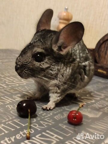 Шиншилла с клеткой