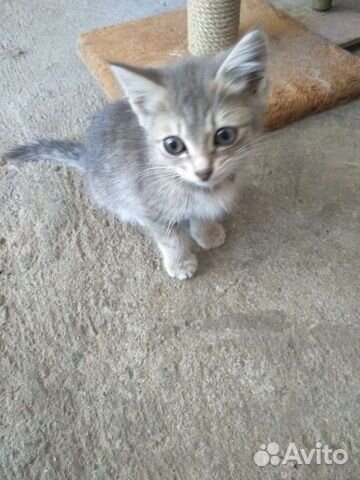 Котята дворовые