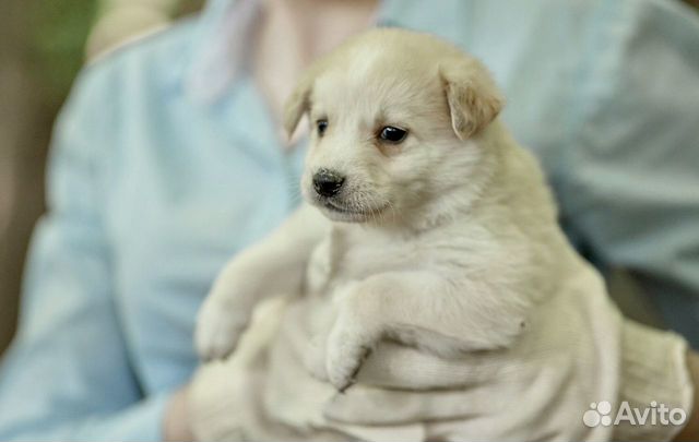 Очаровательные щенки-бутузики ищут дом