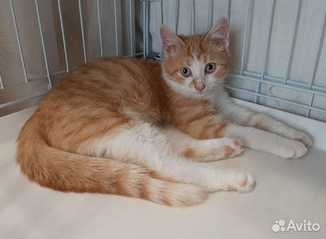 Невероятный рыжий котёнок мальчик в дар