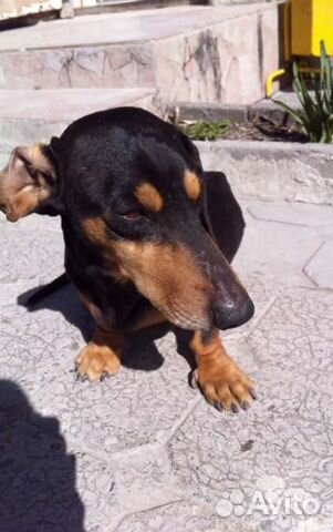 Такса бесплатно