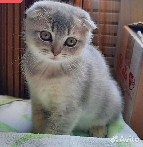 Шотландская кошечка