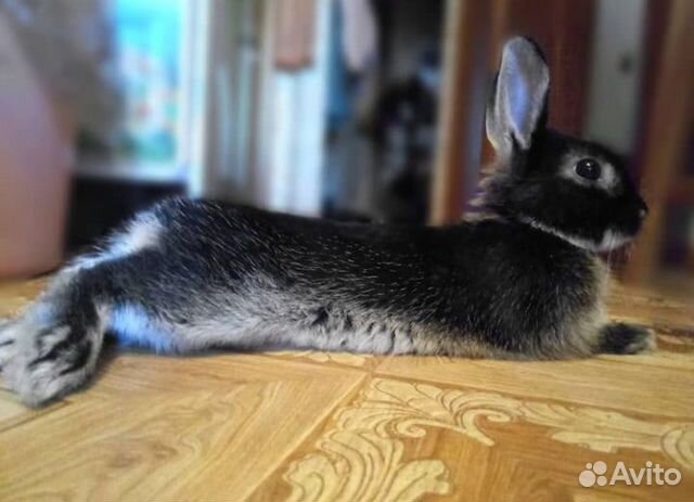 Кролик + клетка + стафф