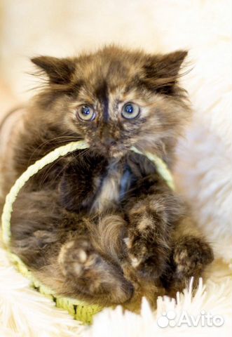 Пушистая малышка котенок Черутти 2 месяца в дар