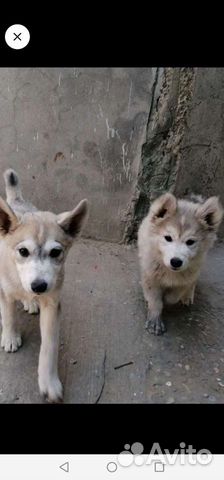 Щенки сибирской хаски и лайки